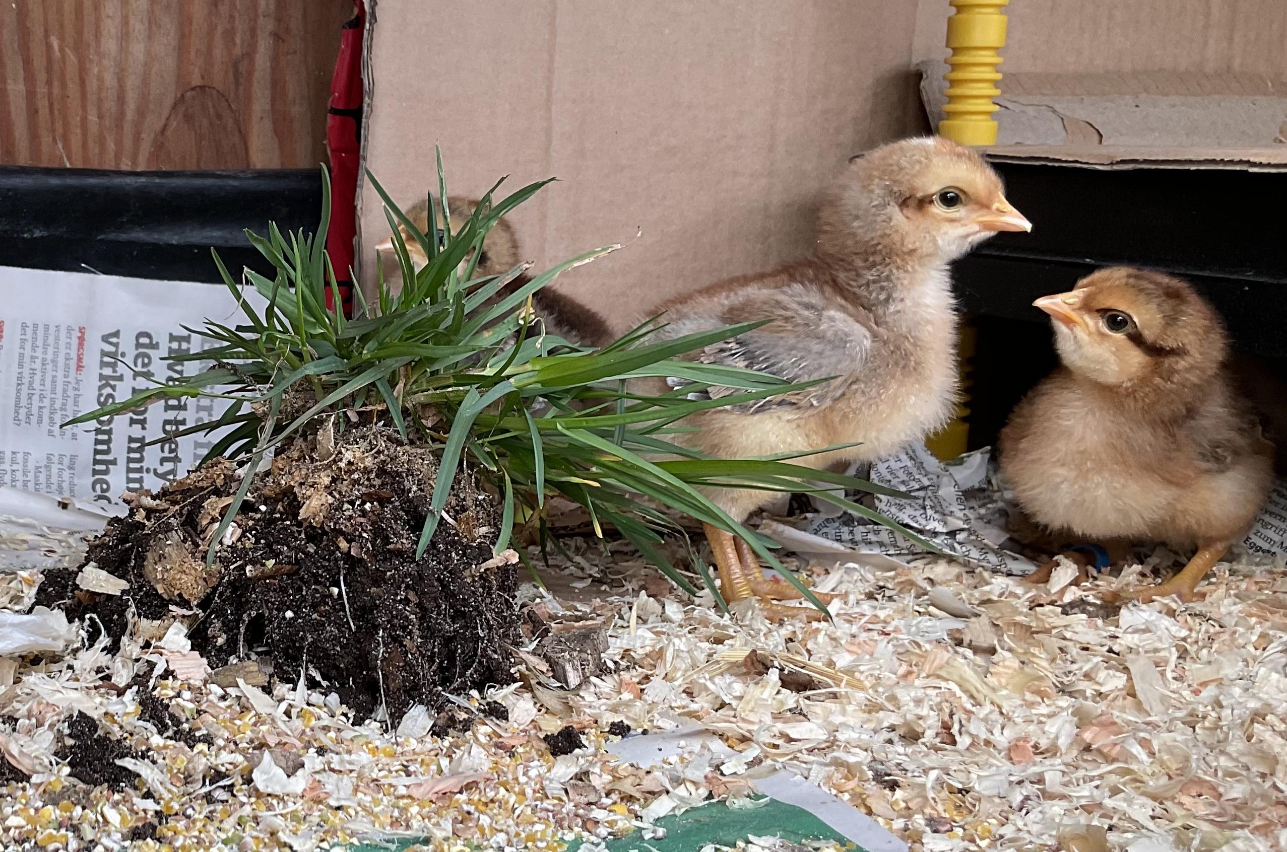 Udrugning, pasning af kyllinger | Inge Marie Høgh